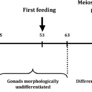 Schematic Representation Of The Sampling Period Compared To That Of Download Scientific Diagram