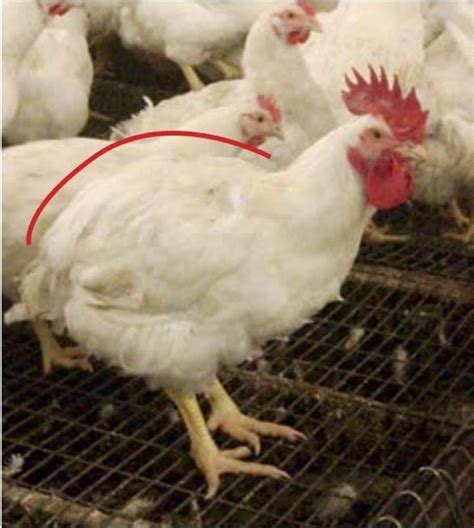 Enterococcus Infections In Poultry Particularly Caused By Enterococcus Cecorum Can Lead To A