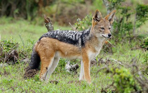 Black Backed Jackal Facts Habitat Diet Life Expectancy Pictures