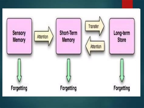 Memory And Forgetting In Psychology Pdf