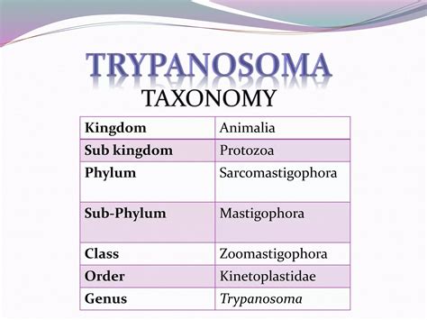 Trypanosoma Parasite Zeinab Klaab Pptx