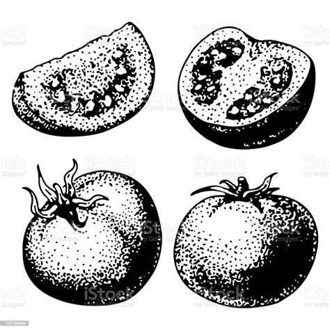 토마토 벡터 드로잉 세트 분리 된 토마토 나뭇가지에 슬라이스 야채 각인된 스타일 일러스트레이션입니다 상세한 채식 음식 스케치