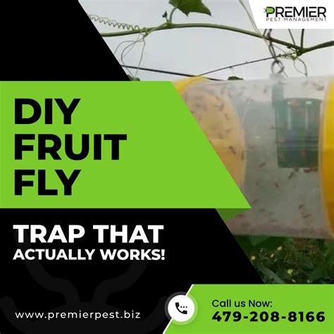Premier Diy Fruit Fly Trap That Actually Works Dealing With Fruit