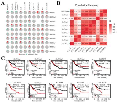 The Cancer Related Pathways A Correlation Heat Map B Survival