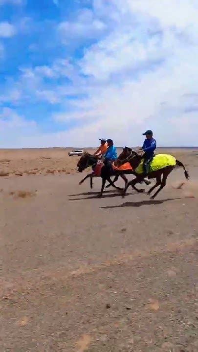 ~Сайн хүний үр~~Сорт гүүний унага хол явах учиртай~🐎 ️ Youtube