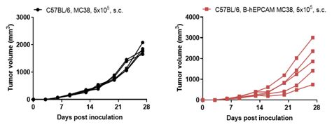 Human Epcam Mc38 Cell Lines Biocytogen