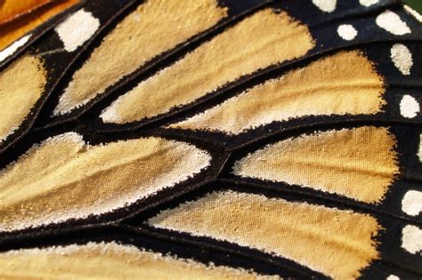 What Are Butterfly Wings Made Of The Anatomy Explained