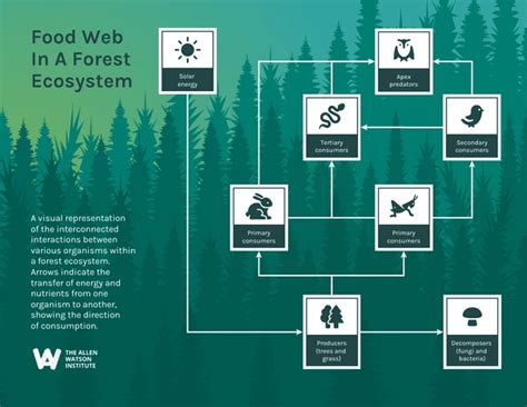 Food Web In A Forest Ecosystem Example Diagram Template Venngage