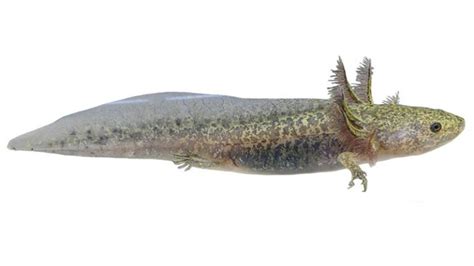Types Of Axolotls A Guide To Different Color Morphs And Varieties