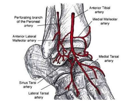 Anatomy Of Ankle Joint