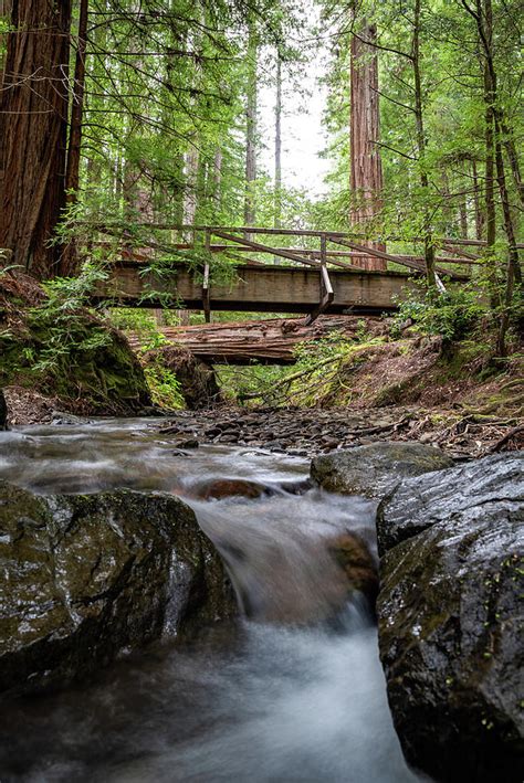 Redwood Bridge Photograph By Trevor Mcbroom Fine Art America
