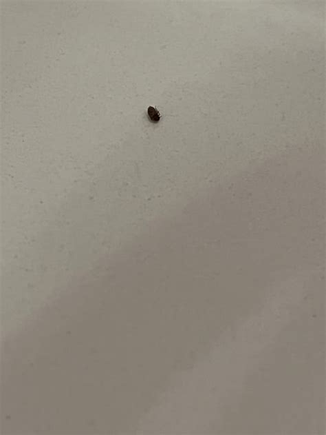 Kitchen Bug R Whatsthisbug