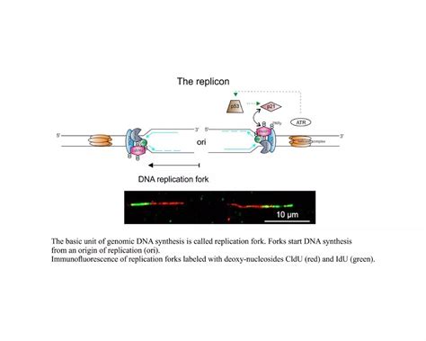 Dna Replication And Cancer Research