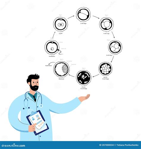Embryo Development Concept Stock Vector Illustration Of Vector 207000034