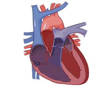 The Heart Structure Igcse Co Ordinated Sciences Quiz
