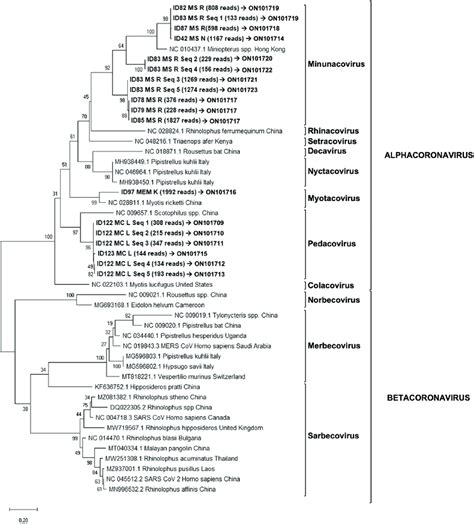 Phylogenetic Tree Generated For The 381 Bp Fragment From The