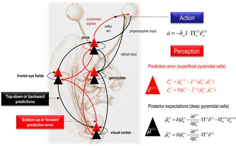 Hierarchical Message Passing In The Oculomotor System Schematic Download Scientific Diagram