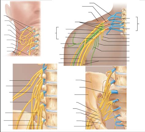 Spinal Nerve Plexuses Diagram Quizlet