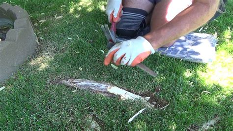 Tired Of Chopping Hitting Top Of Exposed Tree Roots With Lawn Mower Tree Roots Roots Lawn Mower