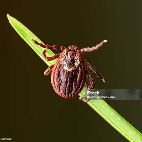 뇌염 바이러스 또는 Borreliosis 라임 질병 또는 녹색 잔디 매크로에서 원숭이 발열 감염 Dermacentor 틱 거미