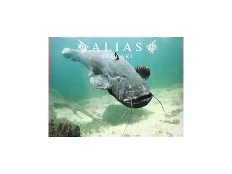 Silurus Glanis Alias Acquari Vendita Pesci Online