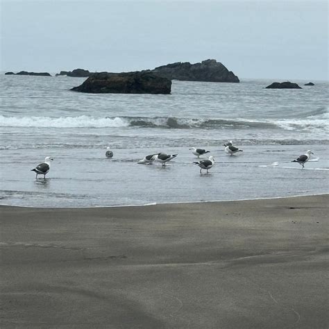 Harris Beach State Park All You Should Know Before Going 2026 With