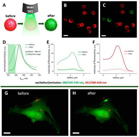 Ijms Free Full Text Labeling And Tracking Of Individual Human