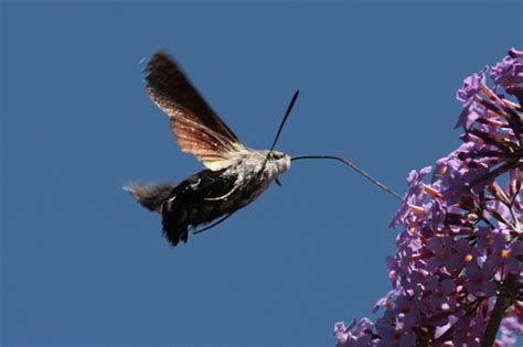 Morosphinx Burung Kolibri Sphinx Sphinx Susu Cantle Flybird Foto Stok Unduh Gambar Sekarang