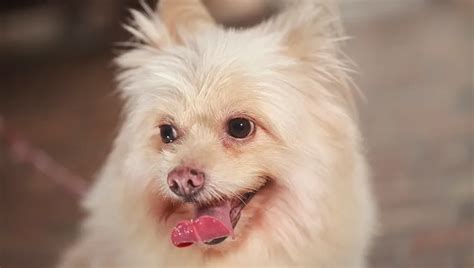 Pomeranian Shih Tzu Mix Full Grown