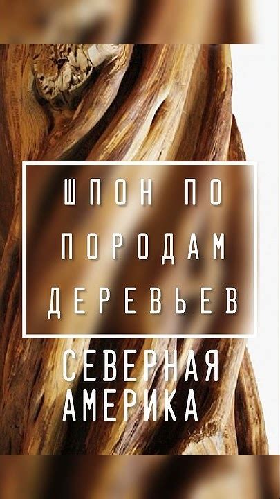 Шпон деревьев Северной Америки дерево дизайнинтерьера дизайнерам шкафы Youtube