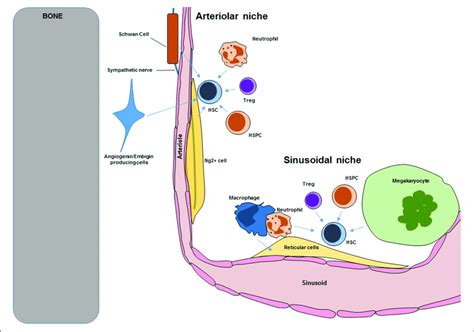 Scheme Showing Key Components Of Murine Bm Hsc Niches Blue Arrows