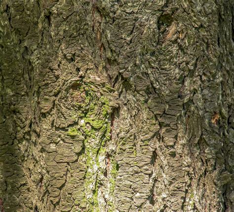 Close Up Of The Bark Of A Douglas Fir Pseudotsuga Menziesii In Latin