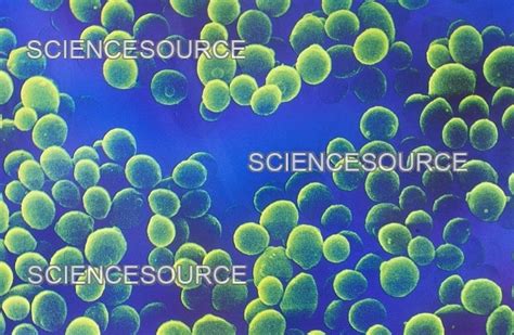 Micrococcus Under A Microscope Sem Stock Image Science Source Images