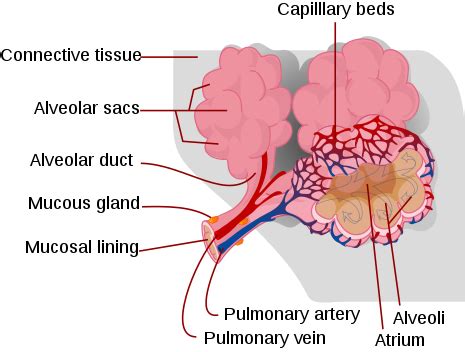 Gas Exchange In Alveoli Lesson Science CBSE Class 10