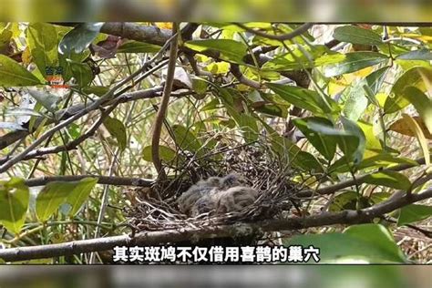 在我国野生斑鸠几乎到处都能看见为什么斑鸠巢穴很少看到呢 斑鸠 巢穴 我国
