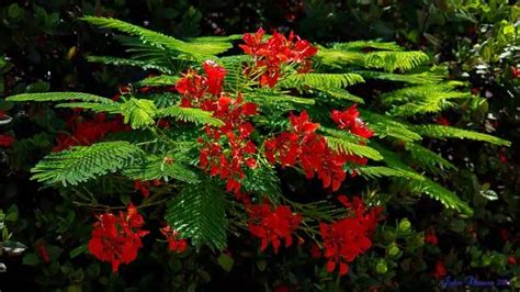 8 Beautiful Red Flowering Trees In Florida Grow Or Admire