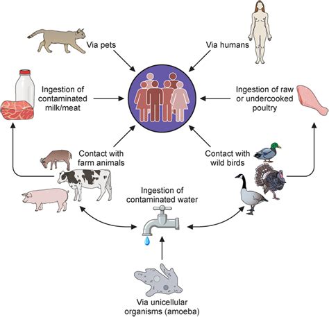 Pathogenicity And Virulence Of Campylobacter Jejuni What Do We Really Know Pmc