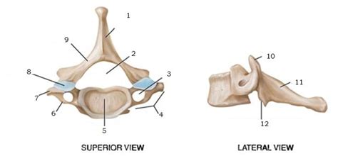 Pin Von Ashlee Binder Auf C Spine