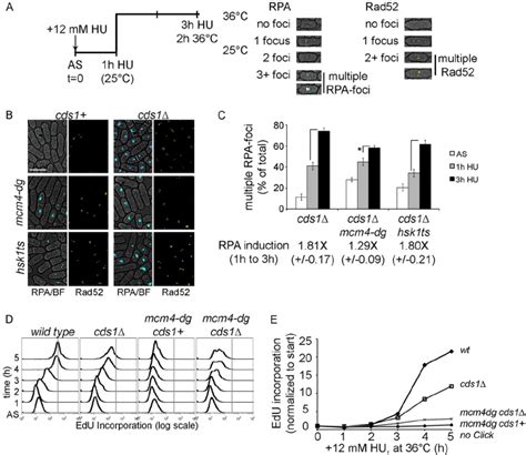 Rpa Foci And Dna Synthesis In Cds1 ⌬ Cells Is Dependent On Mcm Helicase Download Scientific