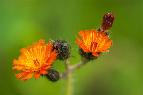 Orange Hawkweed Explained How To Control Fox And Cubs