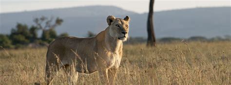 Mbuzi Mawe Serena Camp The Serengeti