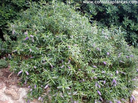 Hebe Salicifolia Or Willow Leaf Hebe Care And Growing
