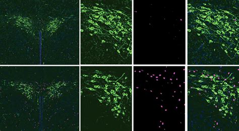 Oxytocin Shapes Both Mouse Mom And Pup Behavior The Transmitter Neuroscience News And