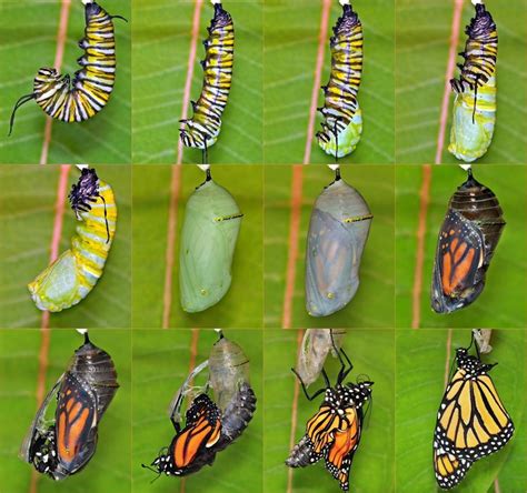 Monarch Butterfly Caterpillar Cocoon