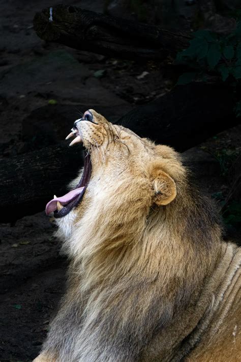 C1 My Session With Ms Rani Kaur In December 2023 I Happened To Be In By Grey Chess Medium