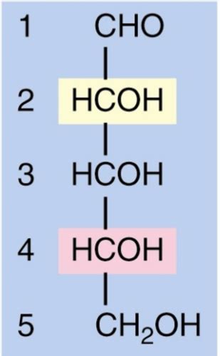 Structures Of Common Monosaccharides Flashcards Quizlet