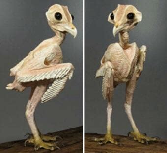 An Owl Without Feathers Rinterestingasfuck