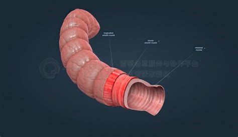 肠道高清图片 小肠由四个主要组织层组成，它们是（从外到中心）。 3d 插图。人体肠道具有吸收消化产物的功能，并具有特殊的结构来执行此功能