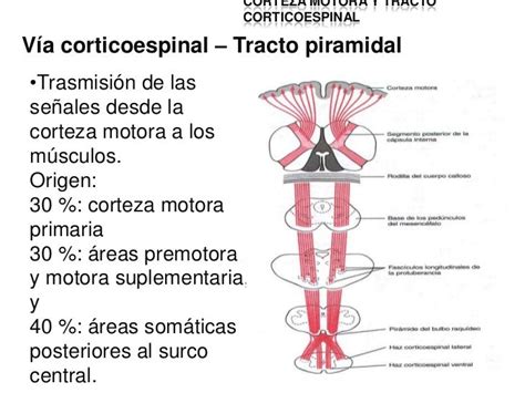 Control Cortical De La Funcion Motora S
