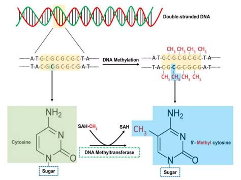 Types Of Dna And Rna And Their Importance Pptx
